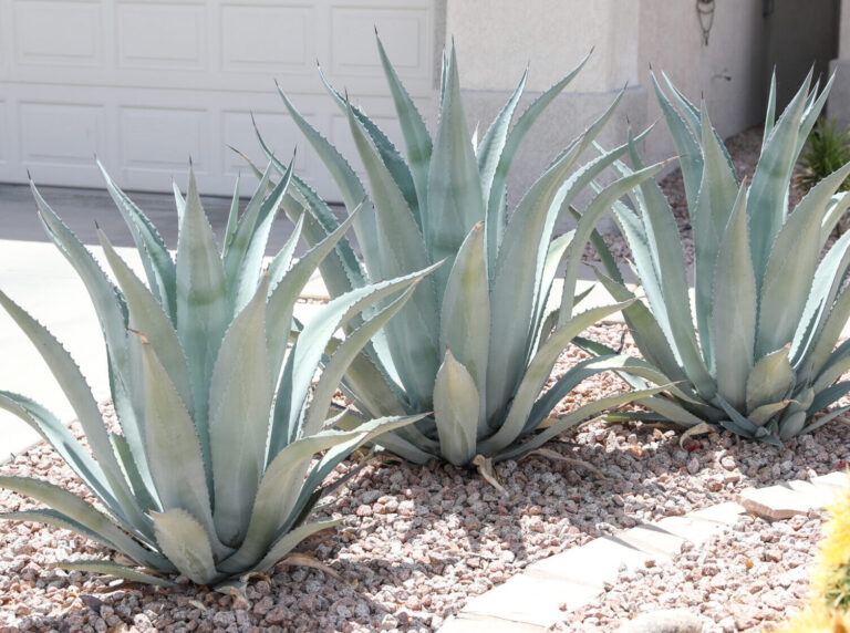 Full Sun Plants | Elgin Nursery & Tree Farm: Phoenix, AZ