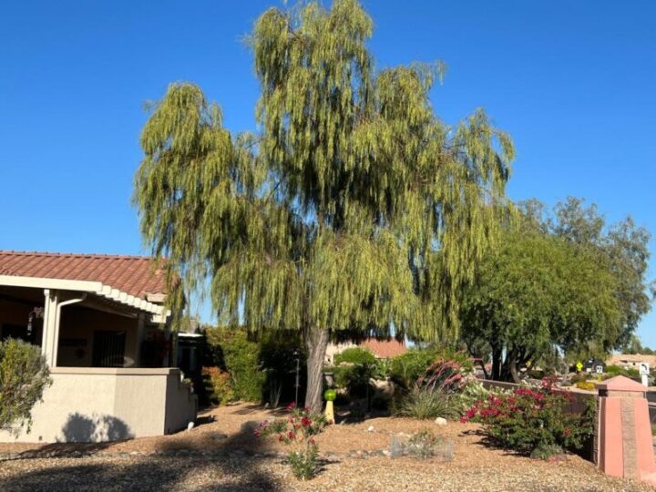 Drought Tolerant Plants | Elgin Nursery & Tree Farm: Phoenix, AZ