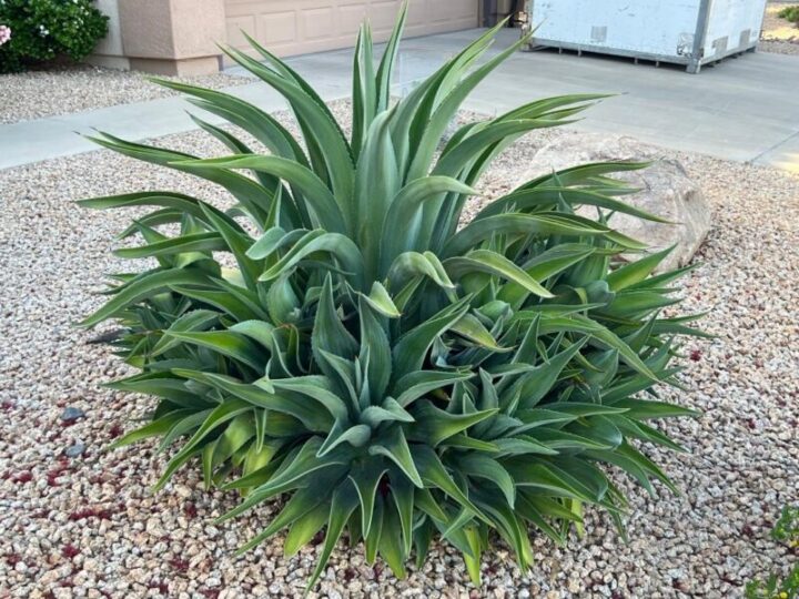 Agave – Tropical | Elgin Nursery & Tree Farm: Phoenix, AZ