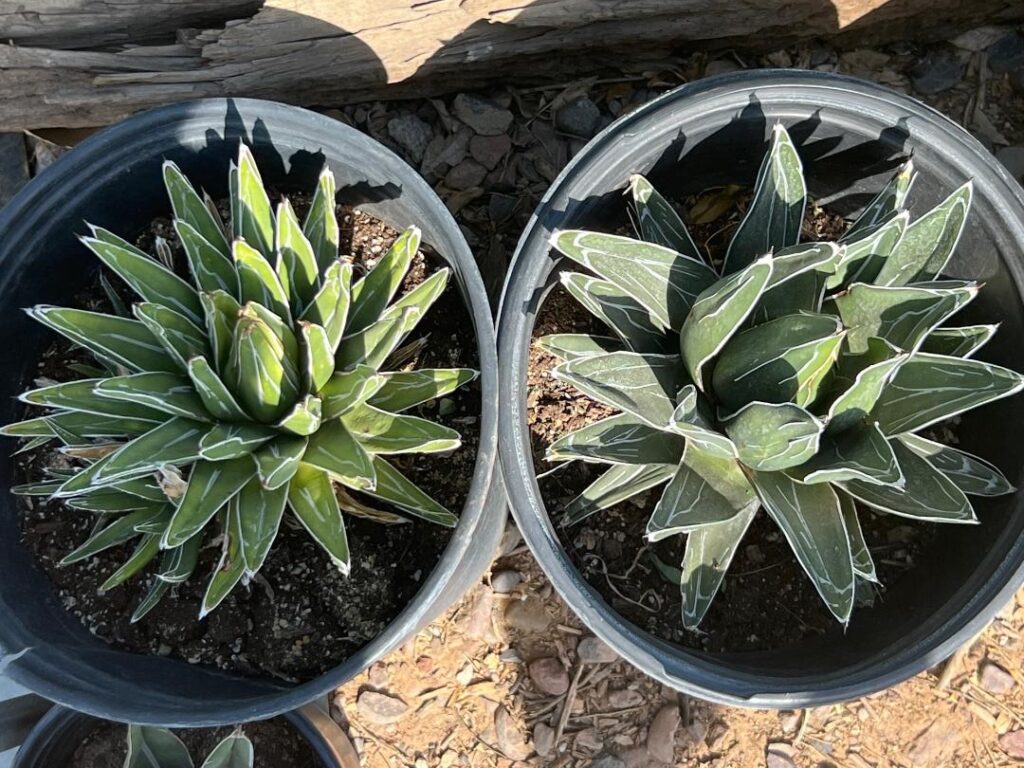 Cactus / Agave / Succulent | Elgin Nursery & Tree Farm: Phoenix, AZ