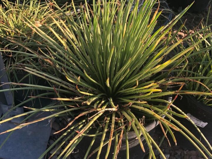 Cactus / Agave / Succulent | Elgin Nursery & Tree Farm: Phoenix, AZ
