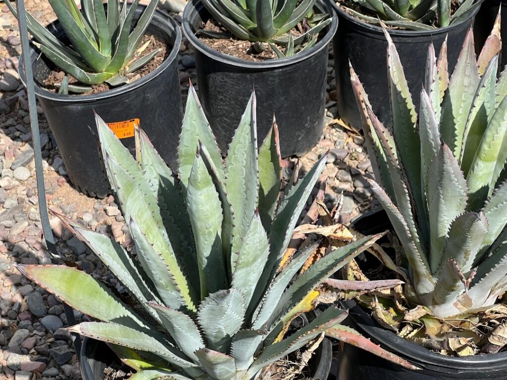 Cactus / Agave / Succulent | Elgin Nursery & Tree Farm: Phoenix, AZ