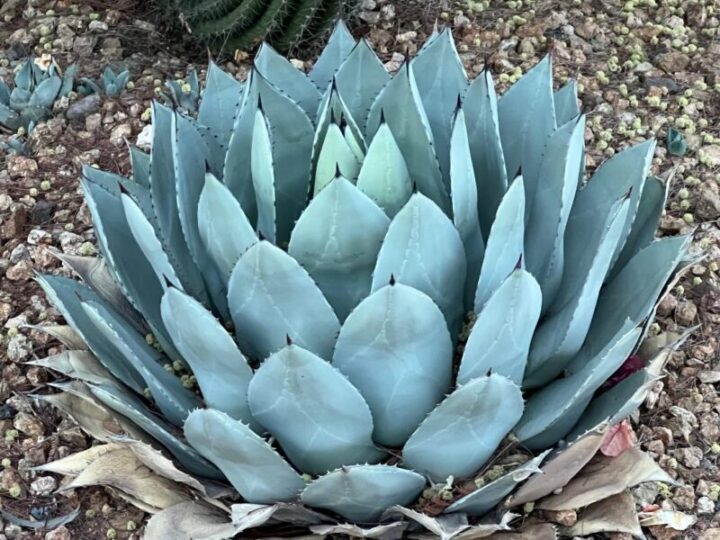 Agave – Parry’s Agave | Elgin Nursery & Tree Farm: Phoenix, AZ