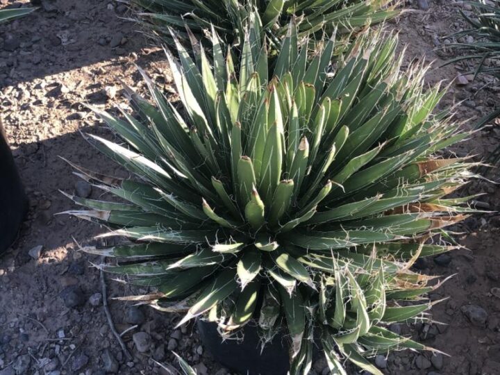 Cactus / Agave / Succulent | Elgin Nursery & Tree Farm: Phoenix, AZ