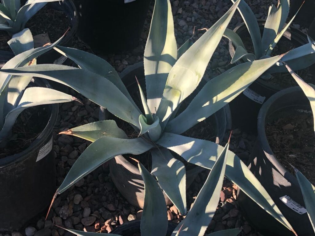 Agave | Elgin Nursery & Tree Farm: Phoenix, AZ