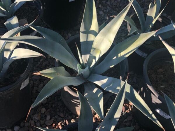 Agave – Weber | Elgin Nursery & Tree Farm: Phoenix, AZ