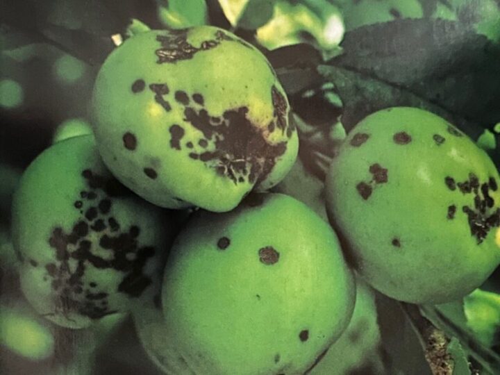 Scab Disease | Elgin Nursery & Tree Farm: Phoenix, AZ