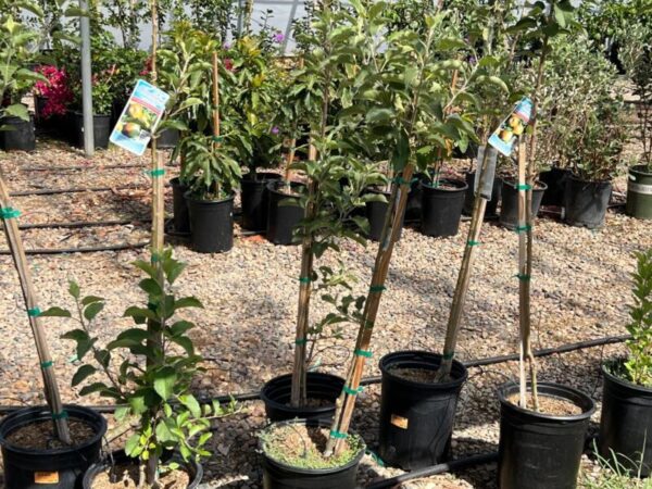 Fruit Trees – Apple | Elgin Nursery & Tree Farm: Phoenix, AZ