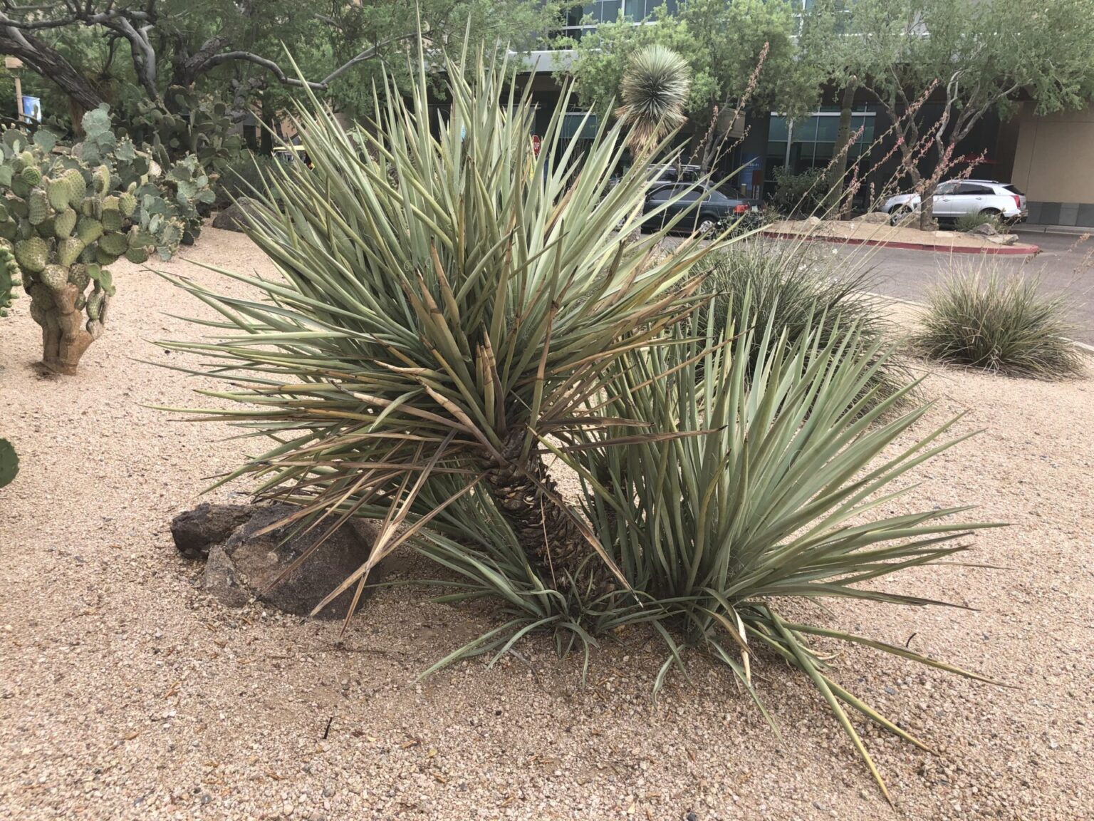 Yucca | Elgin Nursery & Tree Farm: Phoenix, AZ