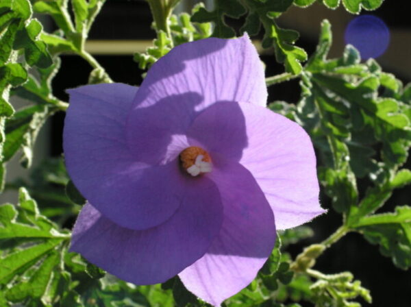 Blue Hibiscus | Elgin Nursery & Tree Farm: Phoenix, AZ