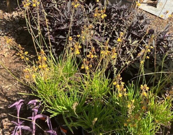 Bulbine | Elgin Nursery & Tree Farm: Phoenix, AZ