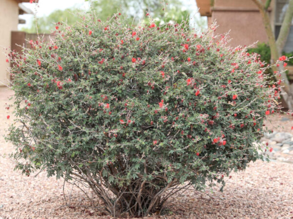 Baja Fairy Duster | Elgin Nursery & Tree Farm: Phoenix, AZ