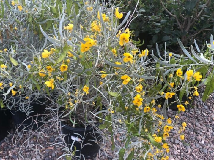 Cassia – Silver | Elgin Nursery & Tree Farm: Phoenix, AZ