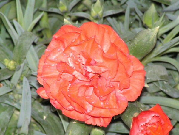 Carnation | Elgin Nursery & Tree Farm: Phoenix, AZ