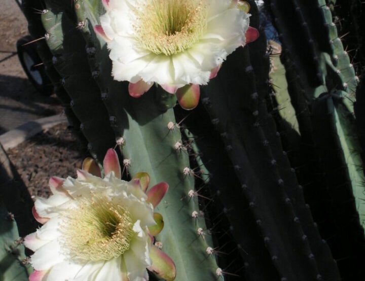 Peruvian Tree Cactus | Elgin Nursery & Tree Farm: Phoenix, AZ
