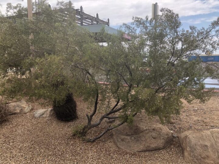 Creosote Bush | Elgin Nursery & Tree Farm: Phoenix, AZ