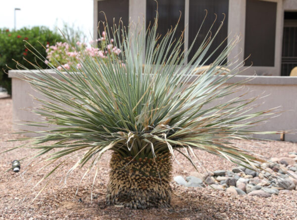 Desert Spoon | Elgin Nursery & Tree Farm: Phoenix, AZ