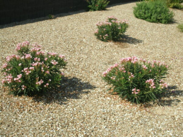 Oleander – Dwarf | Elgin Nursery & Tree Farm: Phoenix, AZ