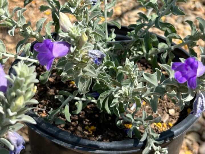 Emu Bush – Blue Bells | Elgin Nursery & Tree Farm: Phoenix, AZ