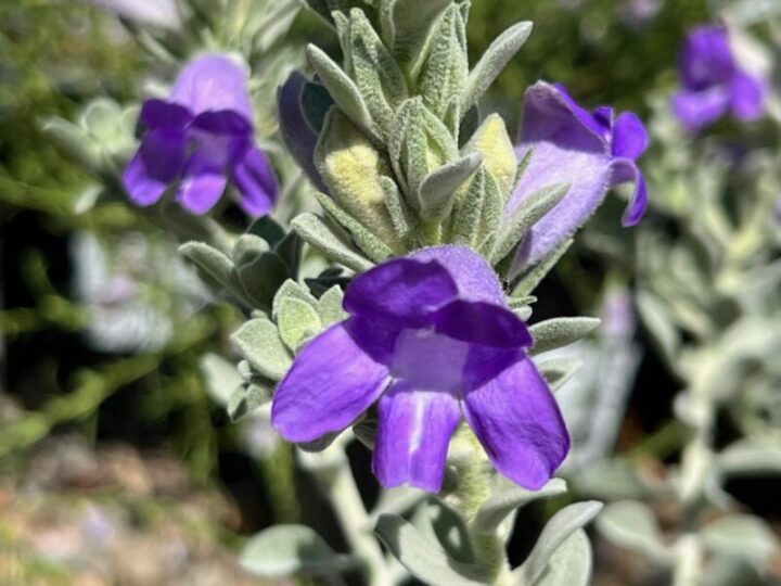 Emu Bush – Blue Bells | Elgin Nursery & Tree Farm: Phoenix, AZ