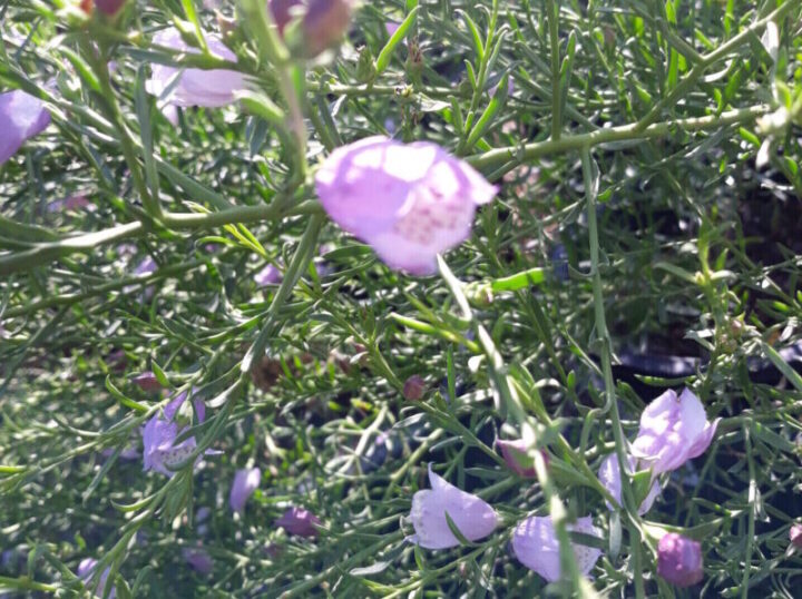 Emu Bush – Summertime | Elgin Nursery & Tree Farm: Phoenix, AZ