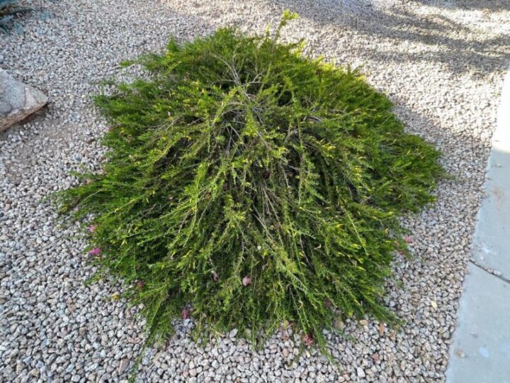 Emu Bush – Outback Sunrise | Elgin Nursery & Tree Farm: Phoenix, AZ