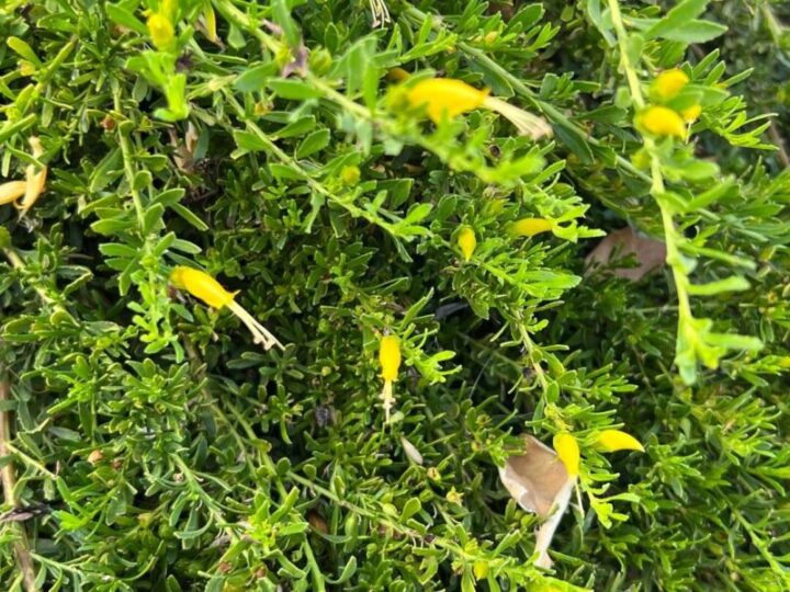 Emu Bush – Yellow | Elgin Nursery & Tree Farm: Phoenix, AZ