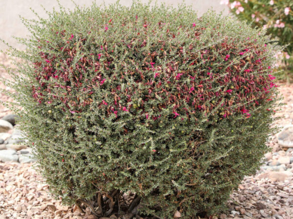 Emu Bush – Valentine | Elgin Nursery & Tree Farm: Phoenix, AZ