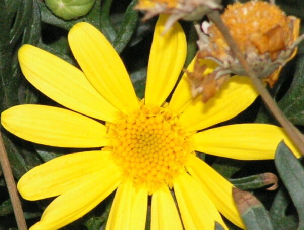 Euryops Daisy | Elgin Nursery & Tree Farm: Phoenix, AZ