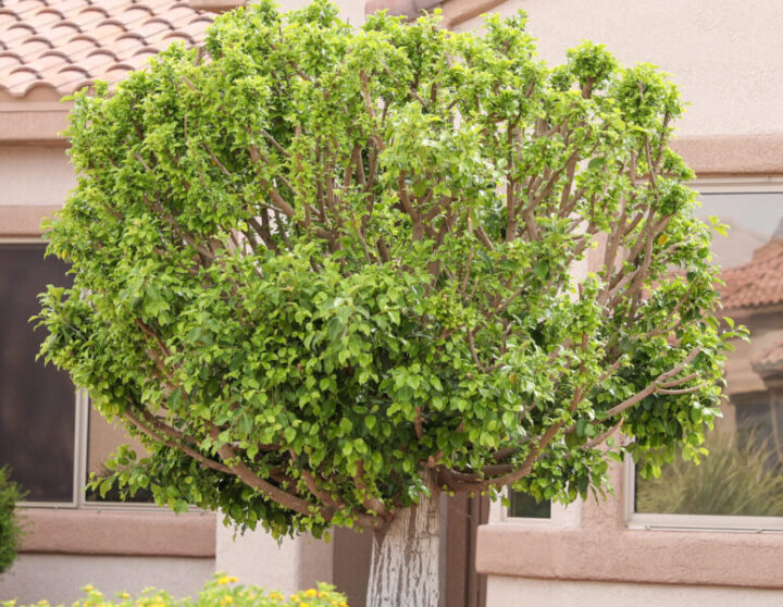 Weeping Chinese Banyon (Ficus Benji) | Elgin Nursery & Tree Farm ...