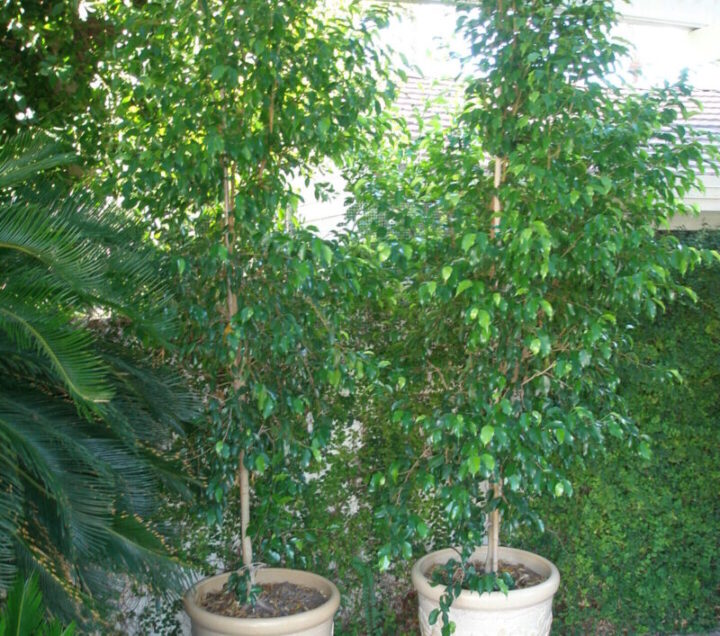 Braided Ficus | Elgin Nursery & Tree Farm: Phoenix, AZ