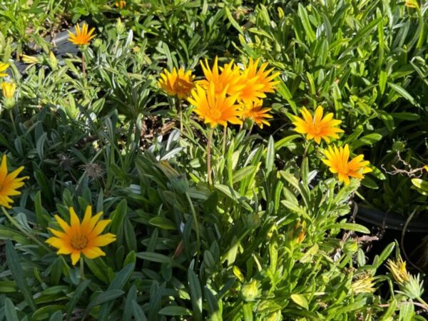 Gazania | Elgin Nursery & Tree Farm: Phoenix, AZ