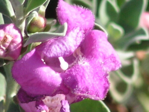 Hopseed Bush (Green) | Elgin Nursery & Tree Farm: Phoenix, AZ