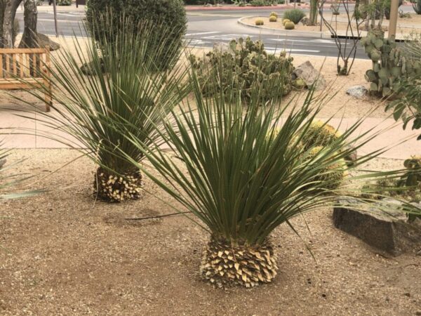 Desert Spoon (Green) | Elgin Nursery & Tree Farm: Phoenix, AZ