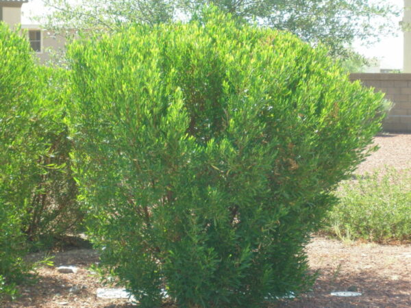 Hopseed Bush (Green) | Elgin Nursery & Tree Farm: Phoenix, AZ