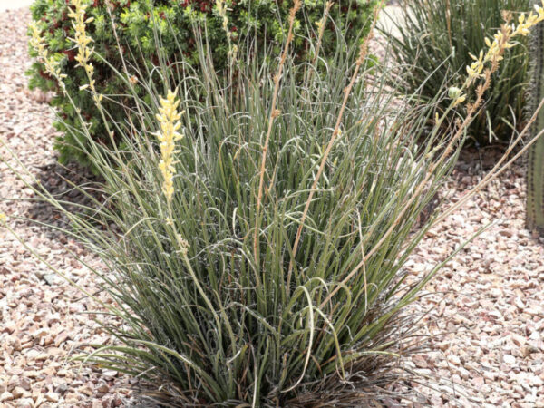 Yucca – Yellow | Elgin Nursery & Tree Farm: Phoenix, AZ