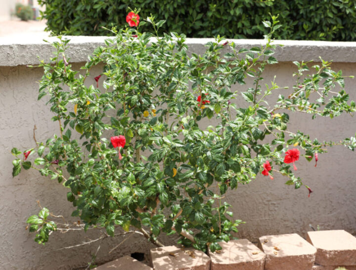 Hibiscus | Elgin Nursery & Tree Farm: Phoenix, AZ