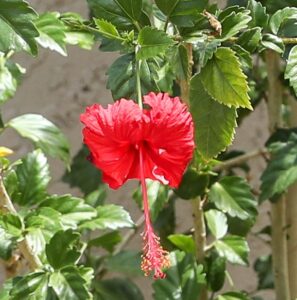 Hibiscus | Elgin Nursery & Tree Farm: Phoenix, AZ