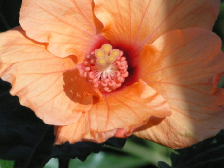Hibiscus | Elgin Nursery & Tree Farm: Phoenix, AZ