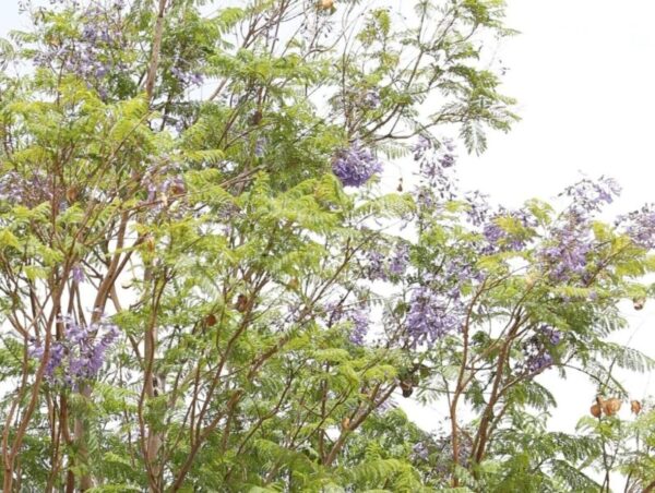 Jacaranda | Elgin Nursery & Tree Farm: Phoenix, AZ