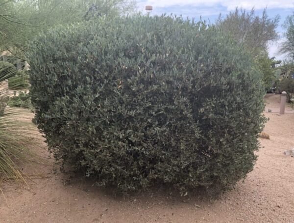 Jojoba | Elgin Nursery & Tree Farm: Phoenix, AZ