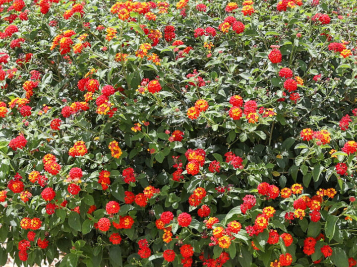 Lantana (Red) | Elgin Nursery & Tree Farm: Phoenix, AZ