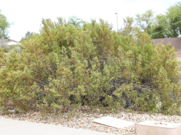 Creosote Bush | Elgin Nursery & Tree Farm: Phoenix, AZ