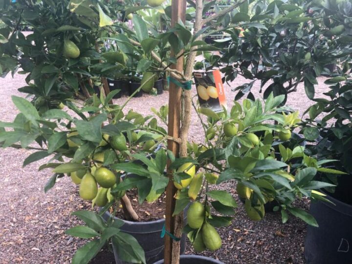 Citrus Trees | Elgin Nursery & Tree Farm: Phoenix, AZ