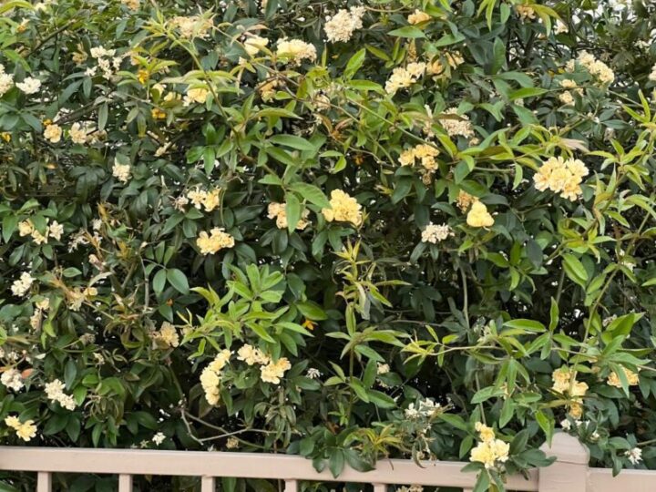 Lady Bank’s Rose | Elgin Nursery & Tree Farm: Phoenix, AZ