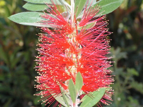 Lemon Bottlebrush | Elgin Nursery & Tree Farm: Phoenix, AZ