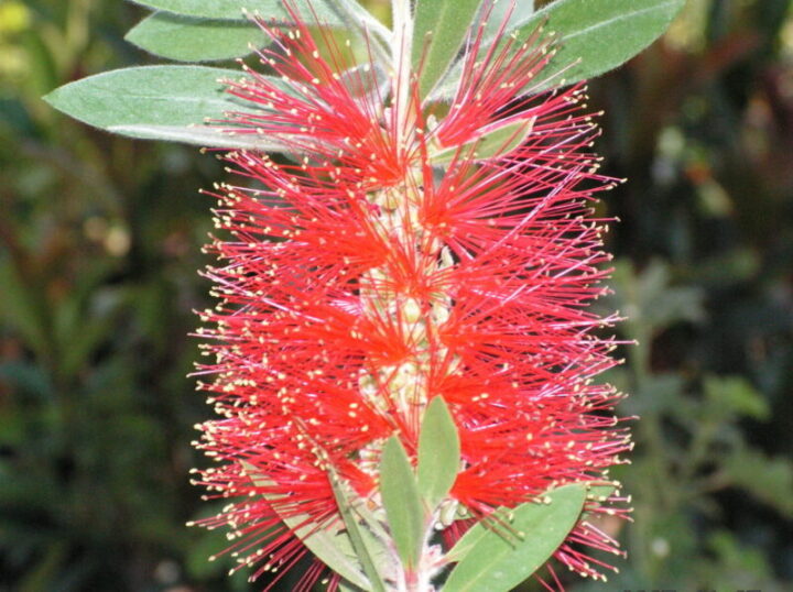 Lemon Bottlebrush | Elgin Nursery & Tree Farm: Phoenix, AZ