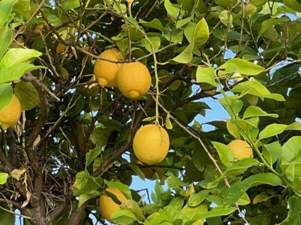 Citrus Tree – Lemon | Elgin Nursery & Tree Farm: Phoenix, AZ