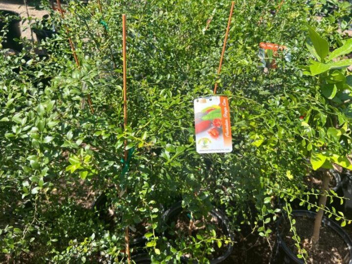 Citrus Tree – Lime | Elgin Nursery & Tree Farm: Phoenix, AZ