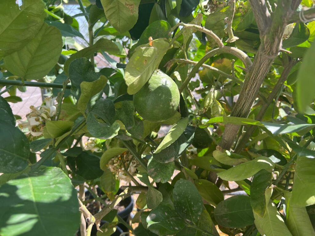 Citrus Trees | Elgin Nursery & Tree Farm: Phoenix, AZ